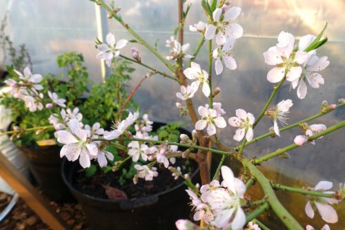 Pollinating Peach, Apricot and Nectarines – Sara's Kitchen Garden