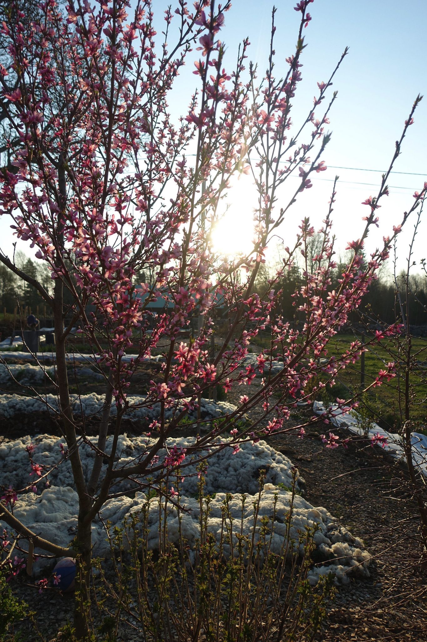 Pollinating Peach, Apricot and Nectarines – Sara's Kitchen Garden