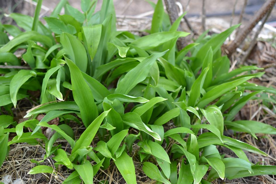 How to Grow Wild Garlic in Spring - Sara at Skillnaden's