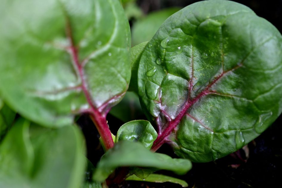 Growing Rubino Red-Veined Spinach – Sara's Kitchen Garden