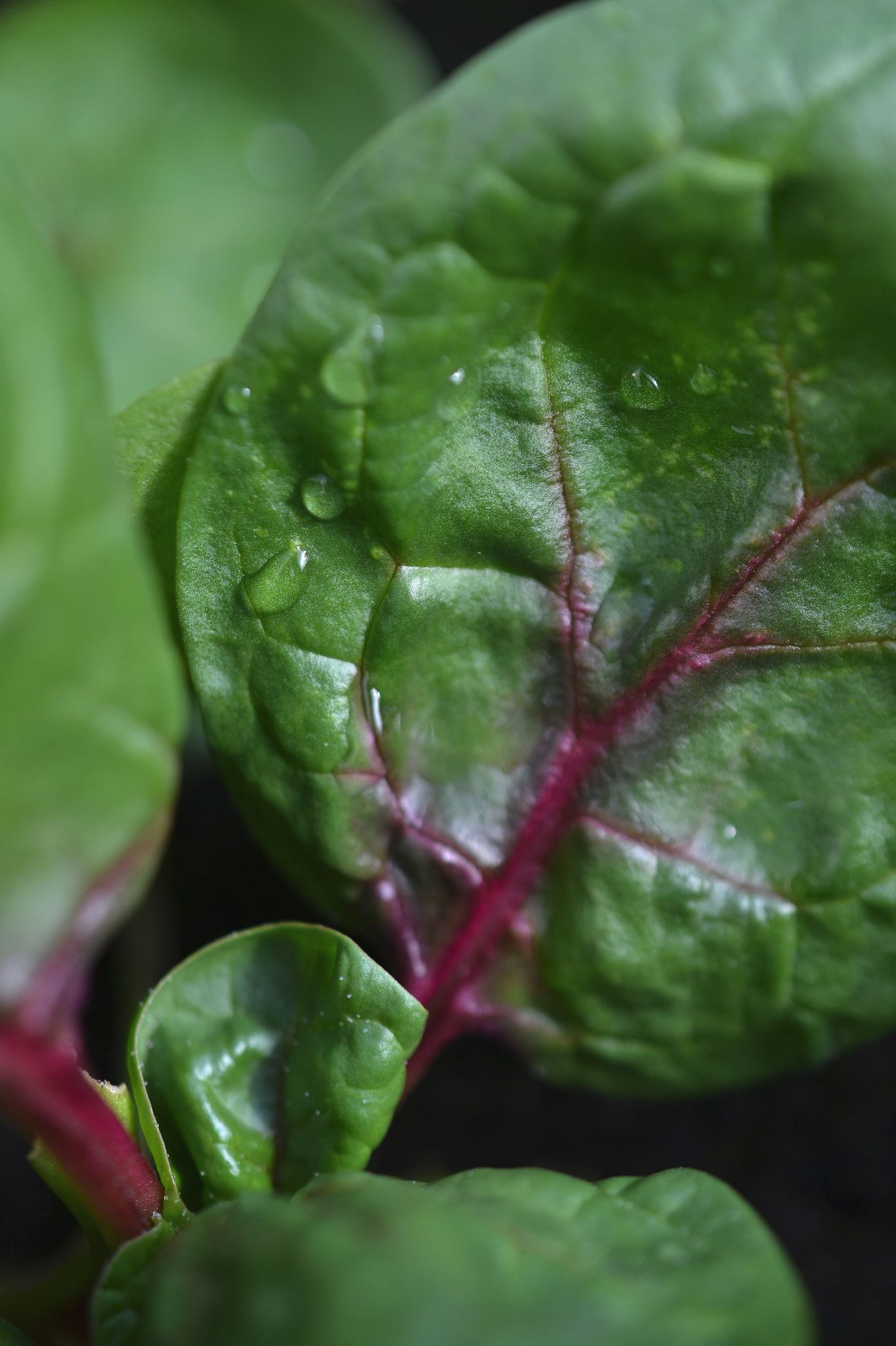 Growing Rubino Red-Veined Spinach – Sara's Kitchen Garden