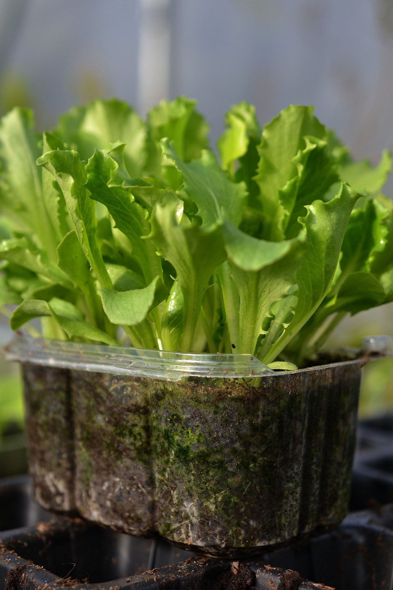 Growing Lettuce from Seed in Pots – Sara's Kitchen Garden