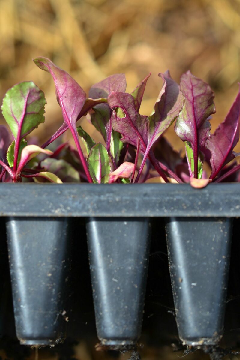 Growing Beets from Seed – Sara's Kitchen Garden