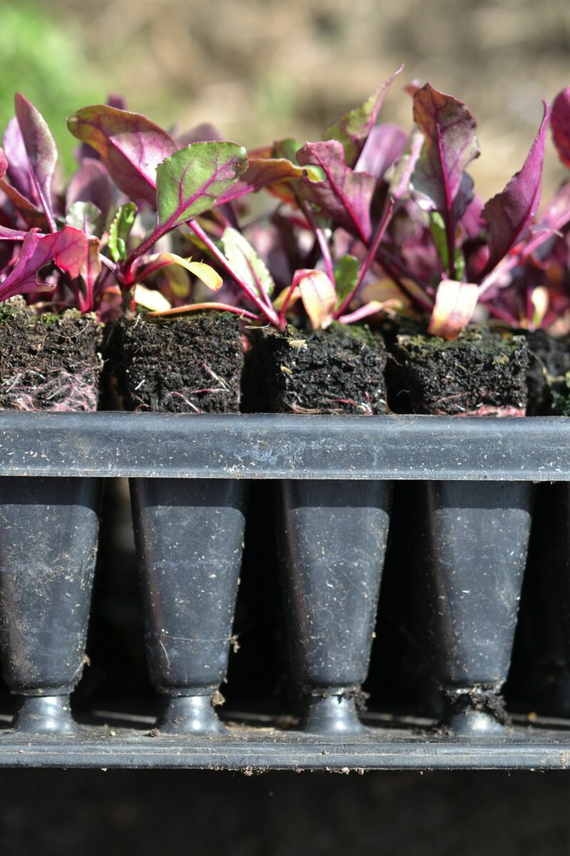 Growing Beets from Seed – Sara's Kitchen Garden