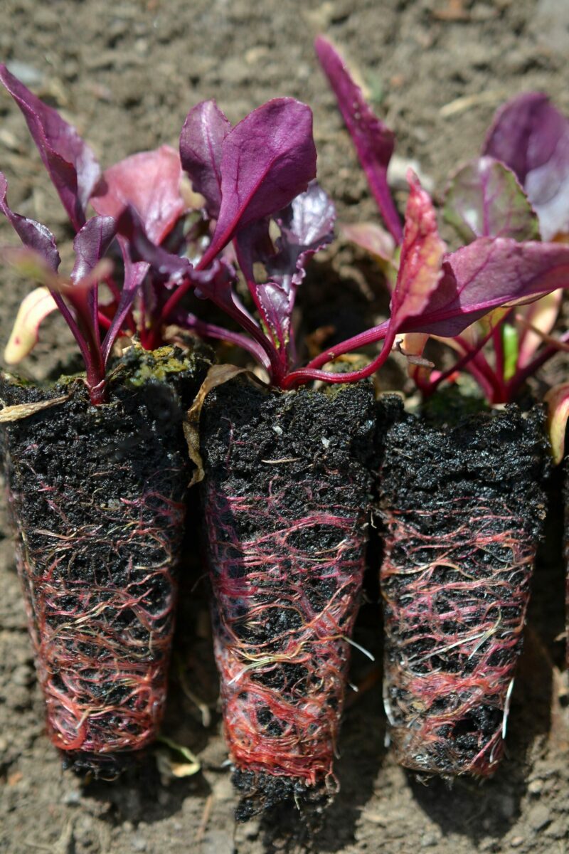 Growing Beets from Seed – Sara's Kitchen Garden