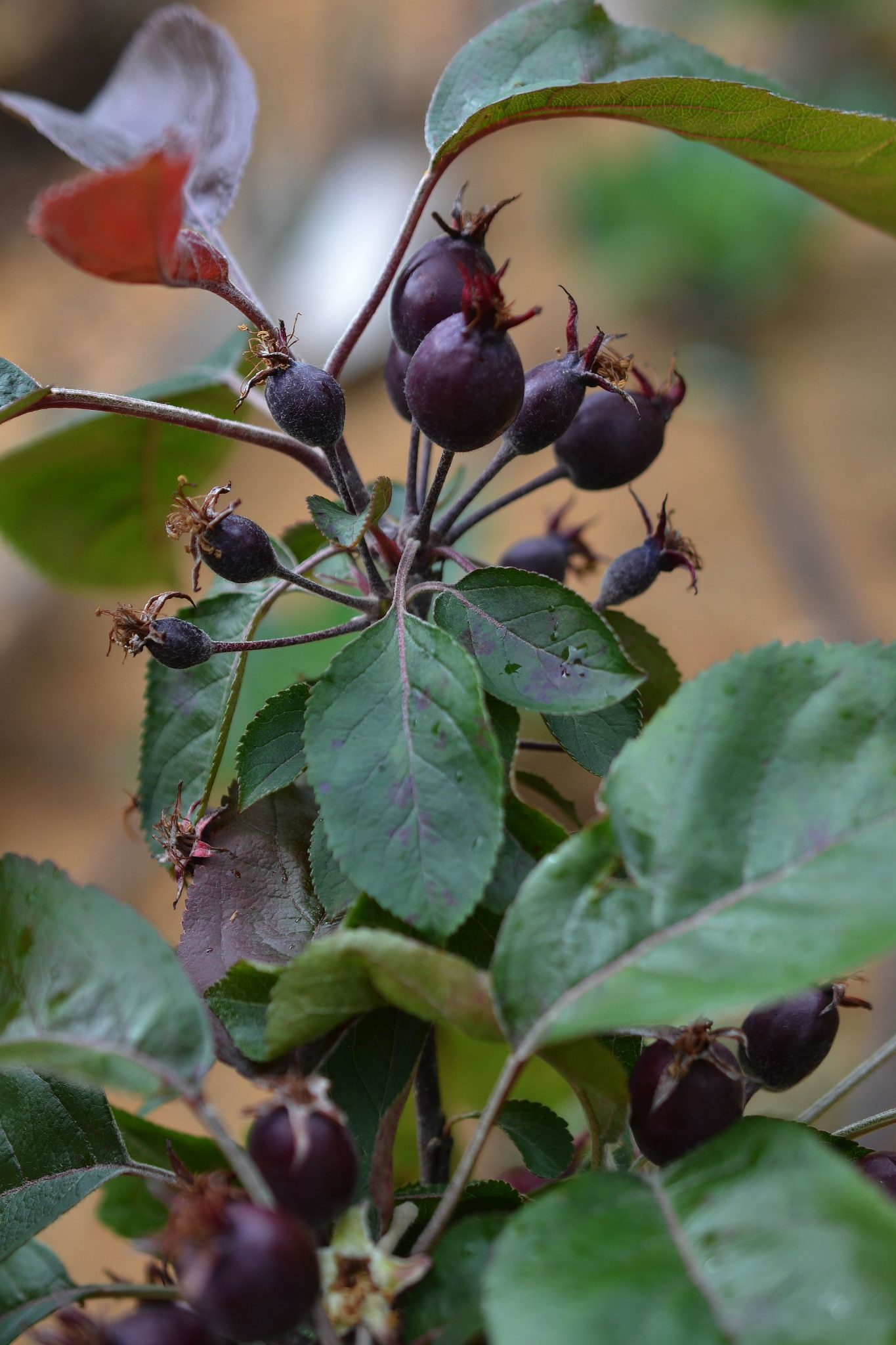 sarabackmo_apple_maypole - Sara Bäckmo