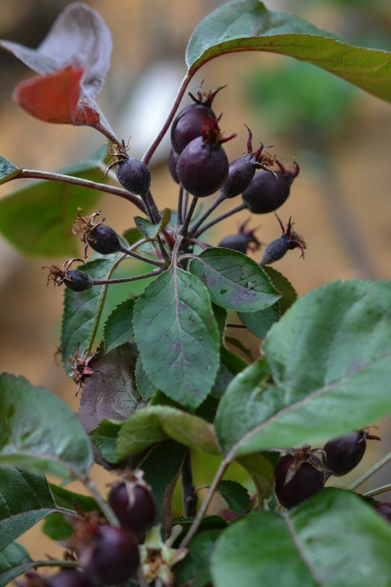 Harvesting my Columnar Apple Trees – Sara's Kitchen Garden