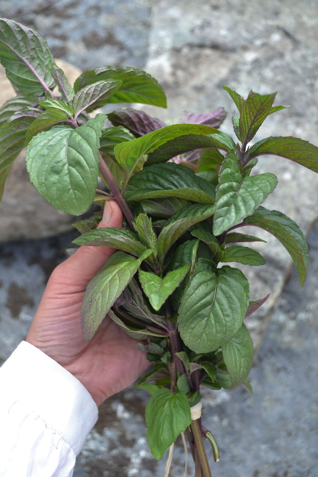 Harvest and Dry Mint for Tea – Sara's Kitchen Garden