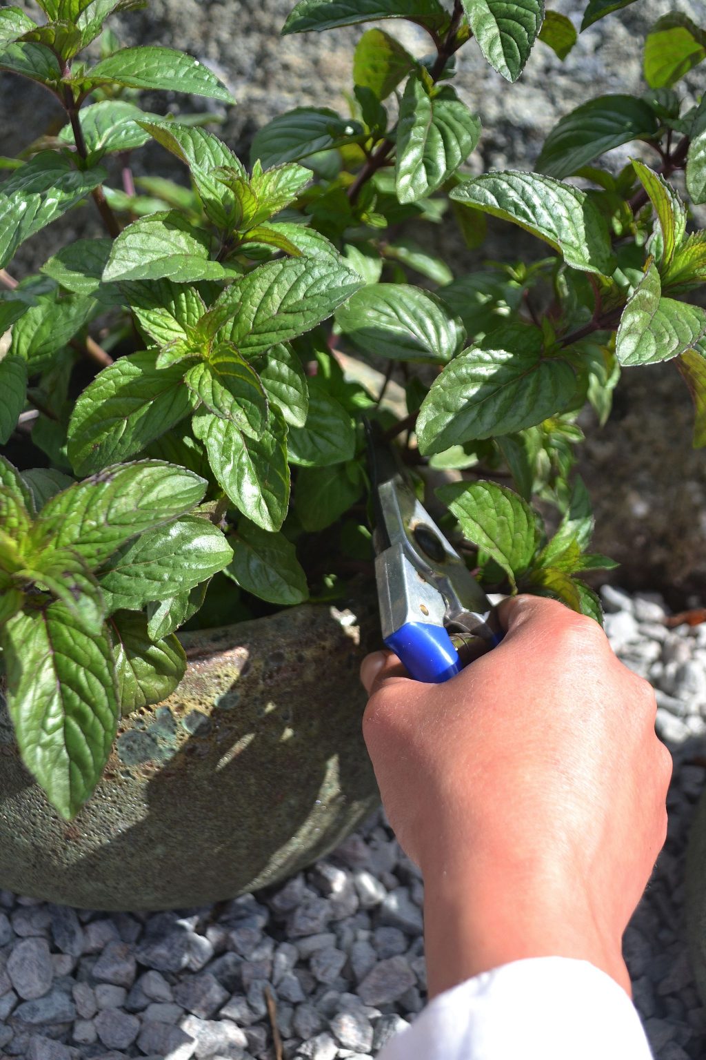 Harvest and Dry Mint for Tea – Sara's Kitchen Garden