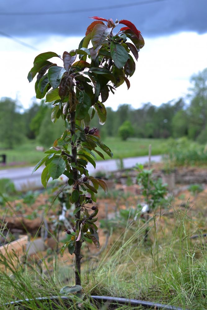 Columnar Trees for the Cottage Garden - Sara Bäckmo