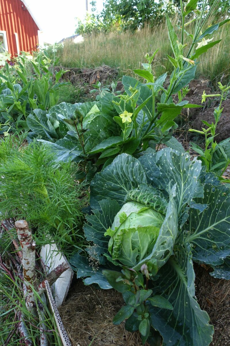 Why Is My Cabbage Splitting? – Sara's Kitchen Garden