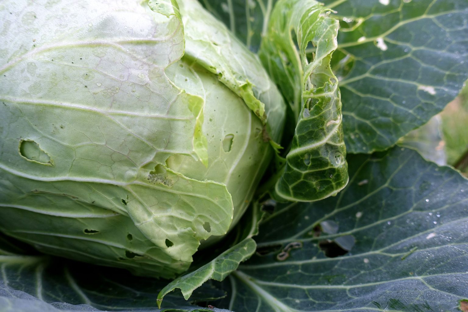 Why Is My Cabbage Splitting? – Sara's Kitchen Garden