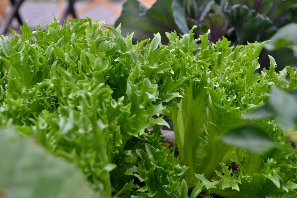 Tips on Growing Lettuce in Summer – Sara's Kitchen Garden