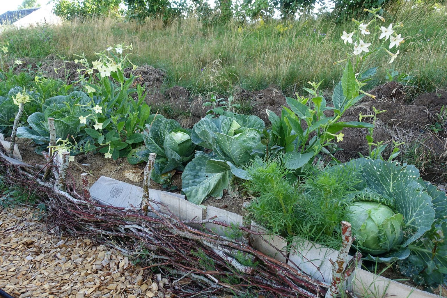 Why Is My Cabbage Splitting? – Sara's Kitchen Garden