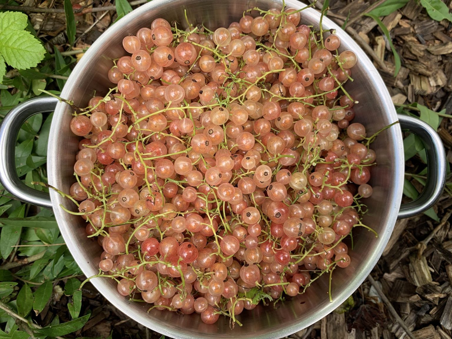 Growing Beautiful Pink Currants – Sara's Kitchen Garden