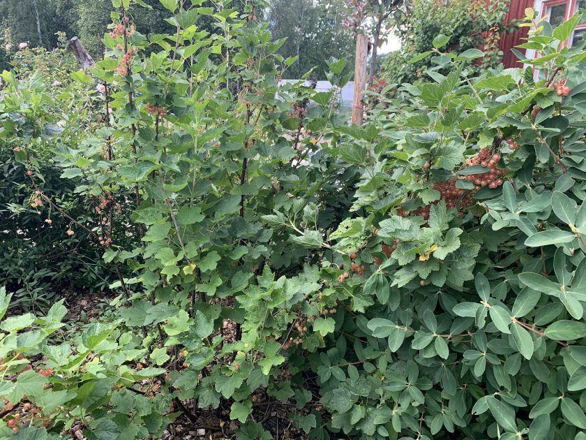 Growing Beautiful Pink Currants – Sara's Kitchen Garden