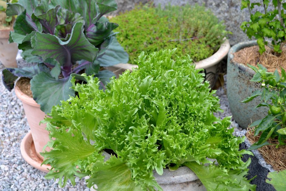 Tips on Growing Lettuce in Summer – Sara's Kitchen Garden