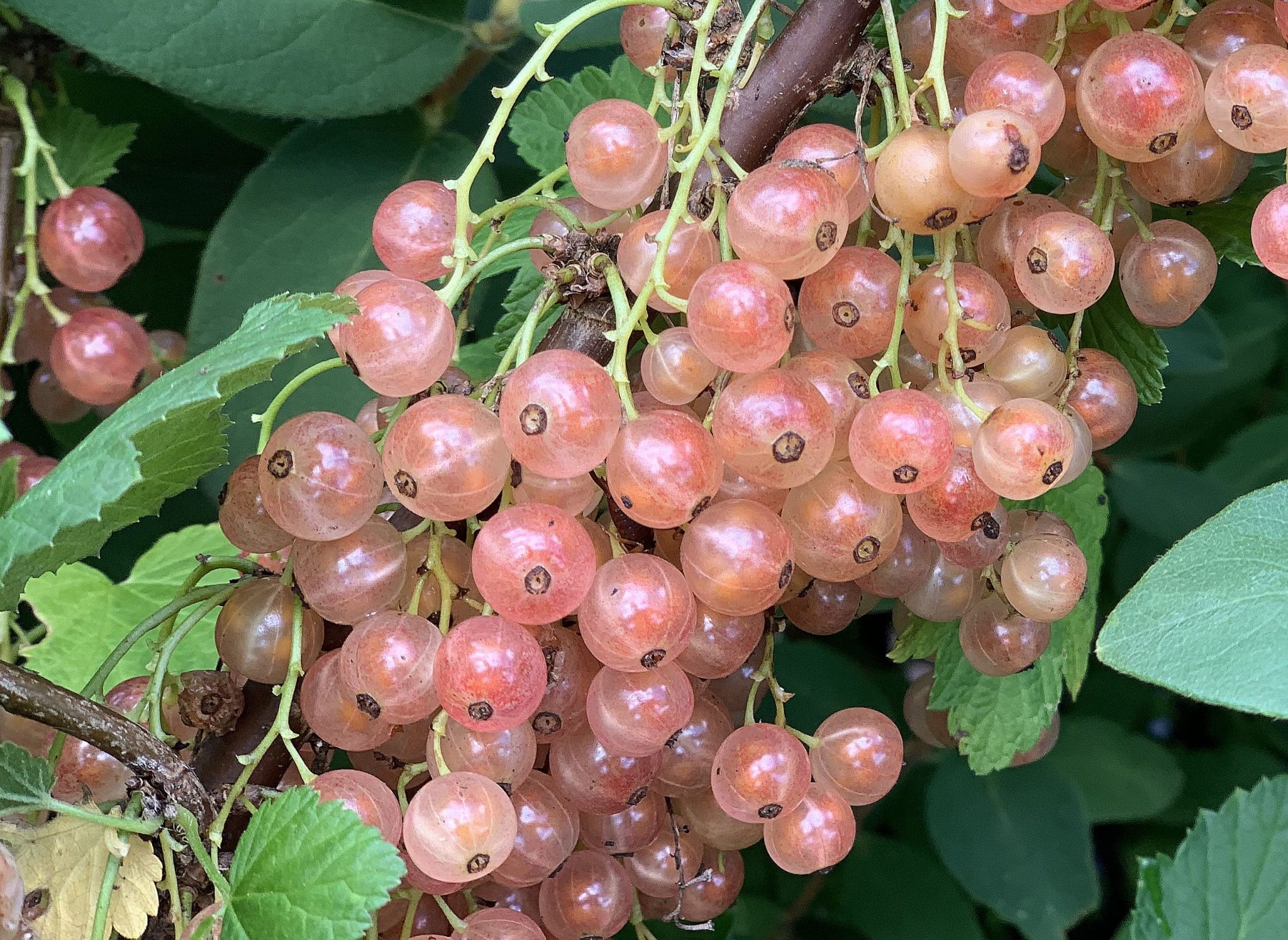 Growing Beautiful Pink Currants – Sara's Kitchen Garden