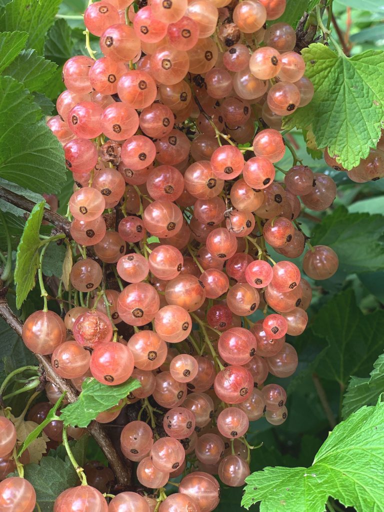 Growing Beautiful Pink Currants – Sara's Kitchen Garden