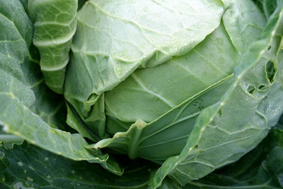 Why Is My Cabbage Splitting? – Sara's Kitchen Garden