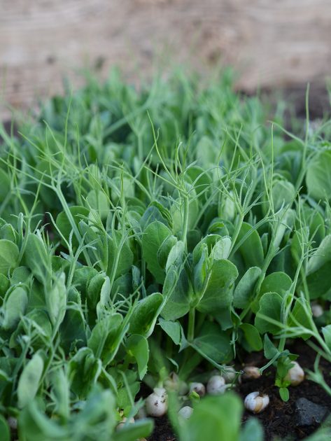 Growing Pea Shoots in November – Sara's Kitchen Garden