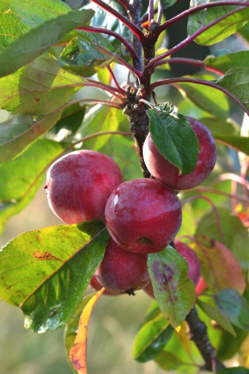 Harvesting my Columnar Apple Trees – Sara's Kitchen Garden