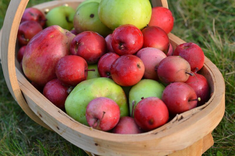 Harvesting my Columnar Apple Trees – Sara's Kitchen Garden