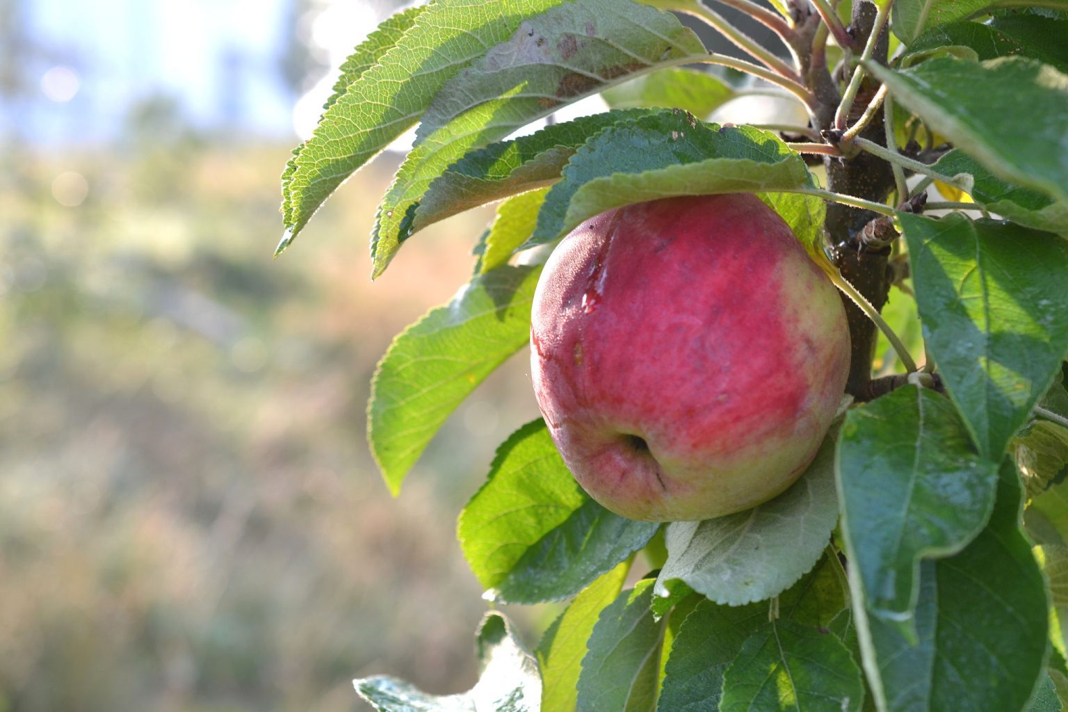 Harvesting my Columnar Apple Trees – Sara's Kitchen Garden