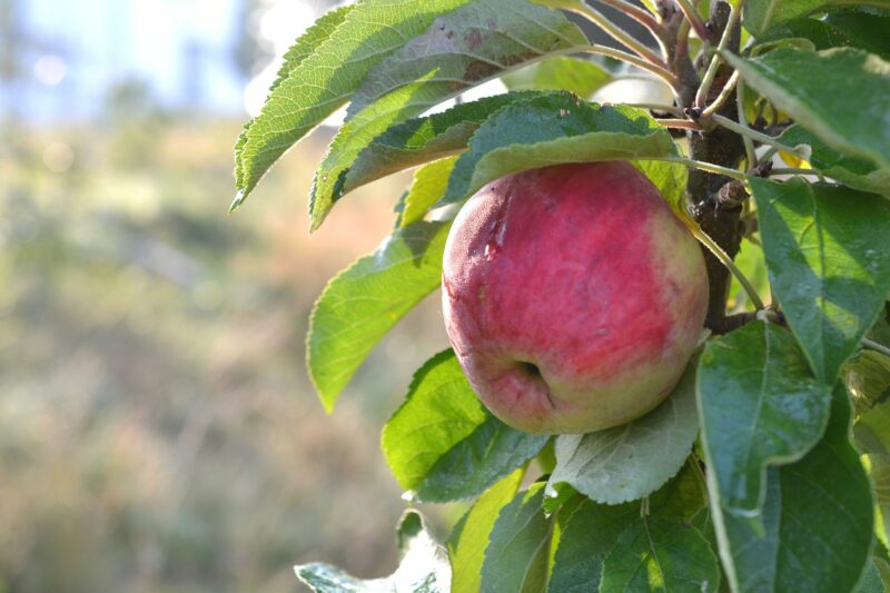 Harvesting my Columnar Apple Trees – Sara's Kitchen Garden