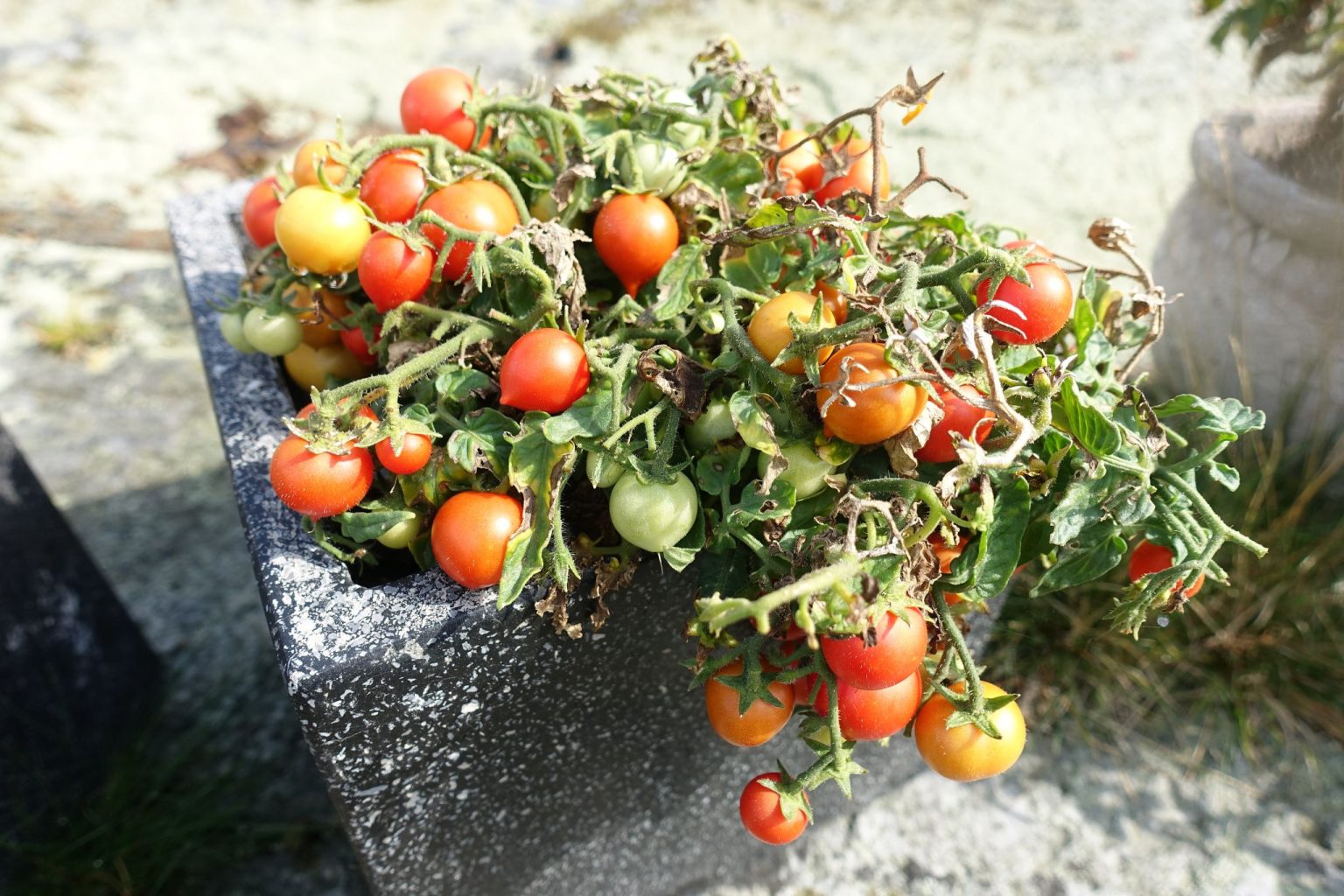 Update: My Micro Dwarf Tomatoes – Sara's Kitchen Garden