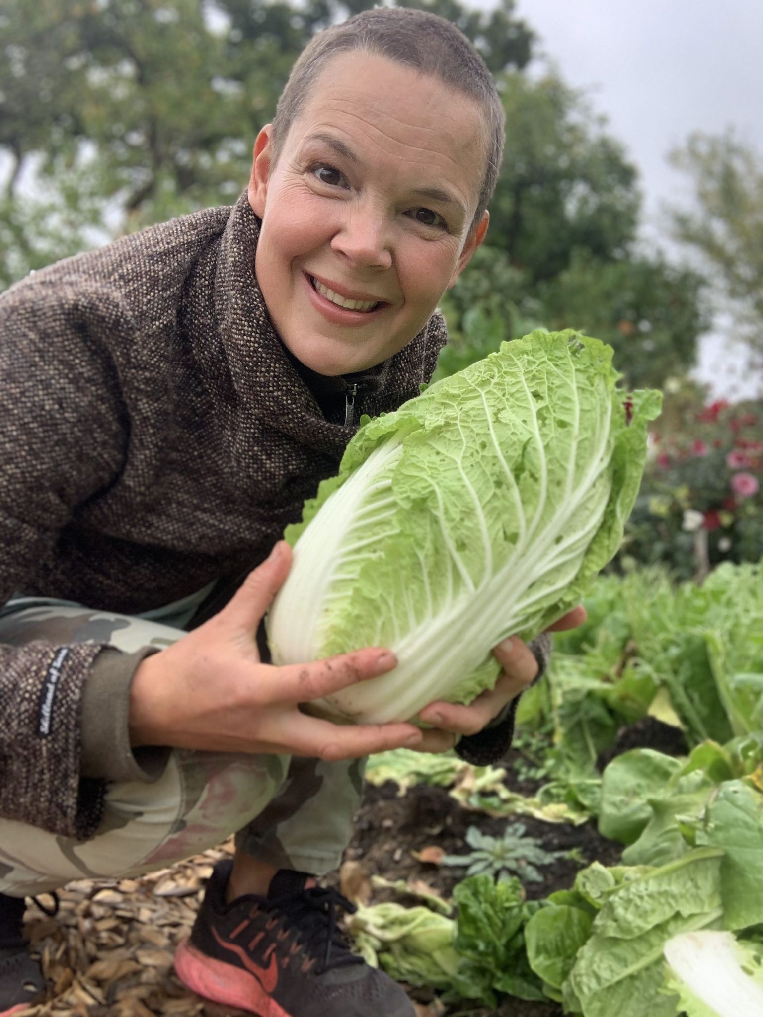 Q&A about Napa Cabbage – Sara's Kitchen Garden