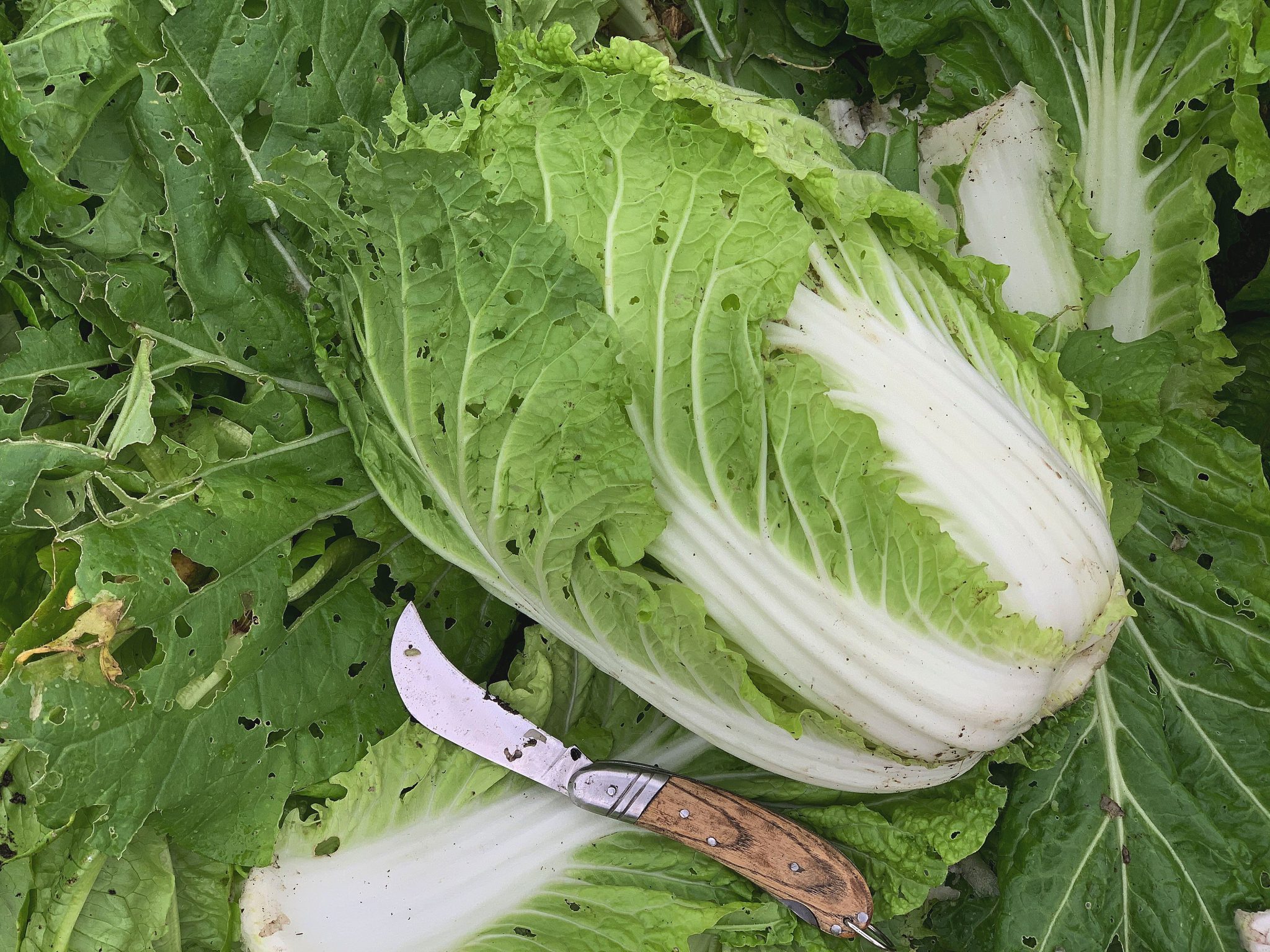 Q&A about Napa Cabbage – Sara's Kitchen Garden