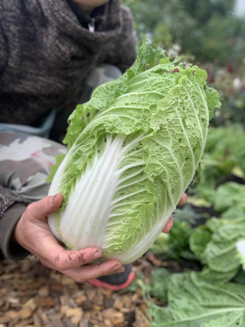 Q&A about Napa Cabbage – Sara's Kitchen Garden
