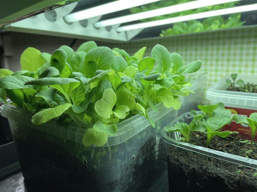 Growing alliums from seeds