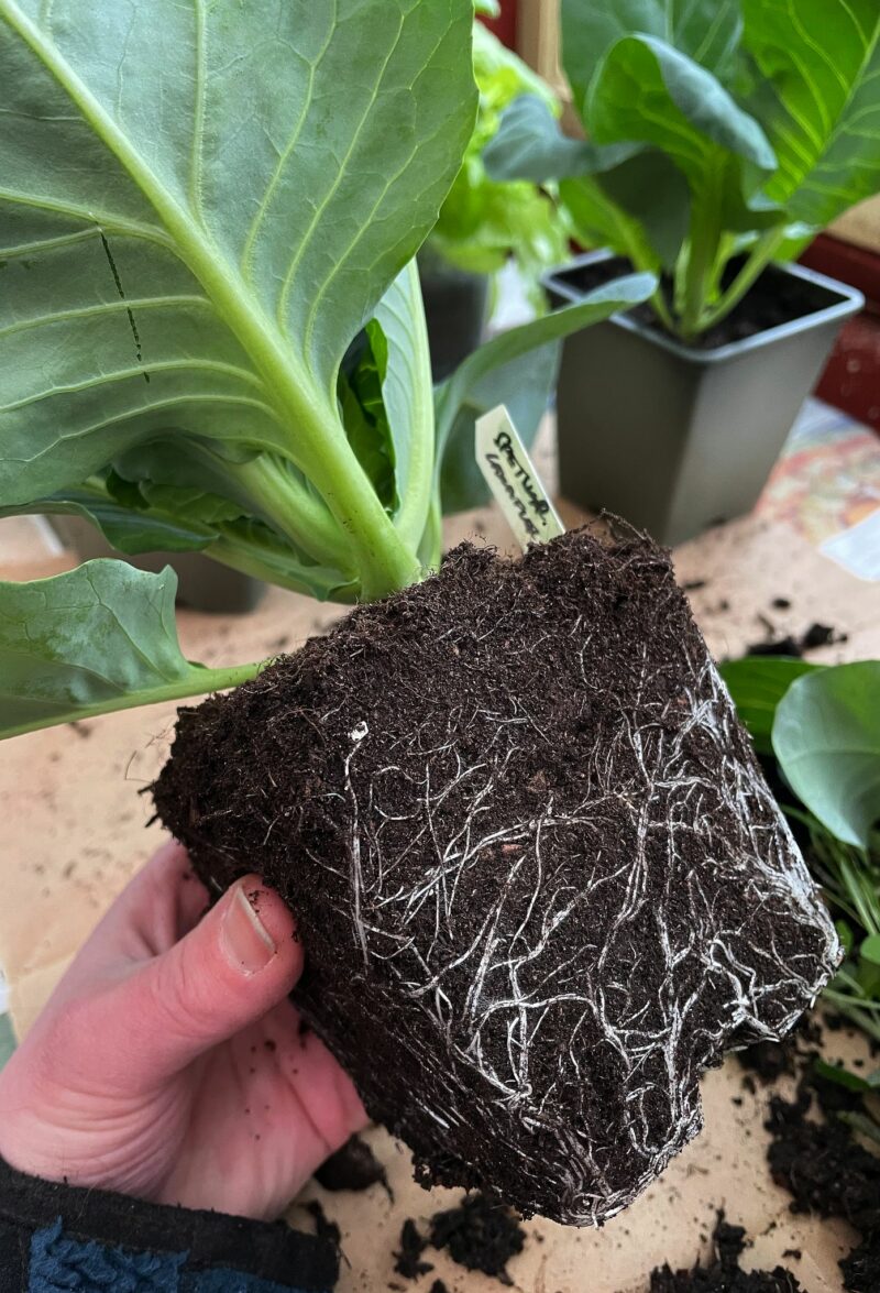 Planting Cabbage Outside: How and When? – Sara's Kitchen Garden