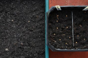Guide to Broadcast Seeding in the Garden – Sara's Kitchen Garden