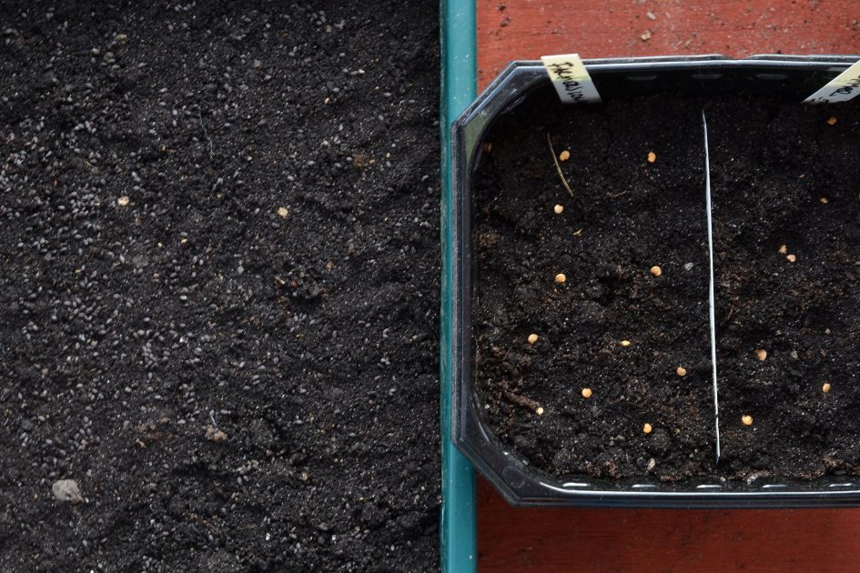 Guide to Broadcast Seeding in the Garden – Sara's Kitchen Garden