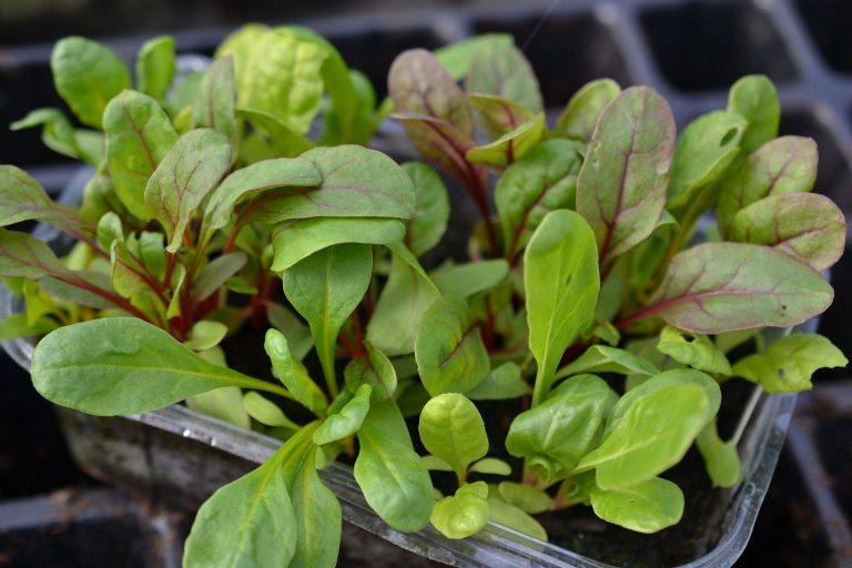 Guide to Broadcast Seeding in the Garden – Sara's Kitchen Garden