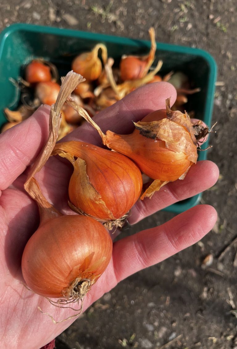 What are Potato Onions? – Sara's Kitchen Garden