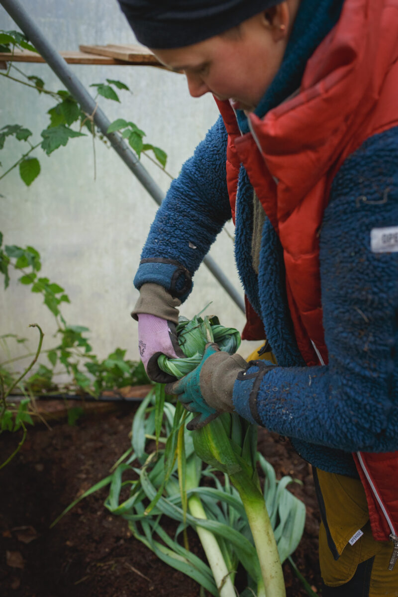 Store Leeks in the Greenhouse - Sara's Kitchen Garden