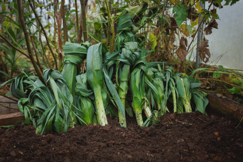 Store Leeks in the Greenhouse - Sara's Kitchen Garden