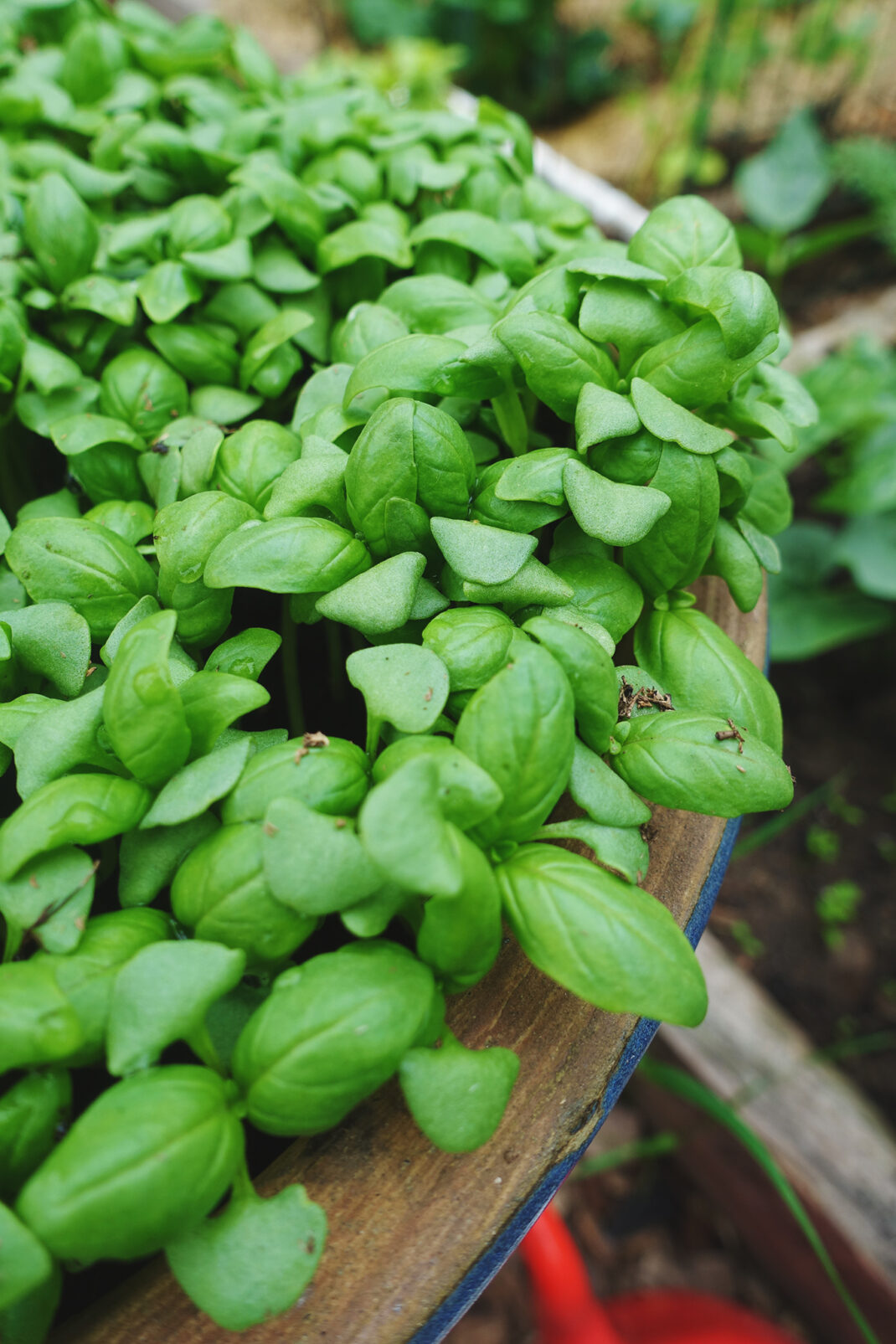 How to Grow Basil in a Pot - Sara at Skillnaden's