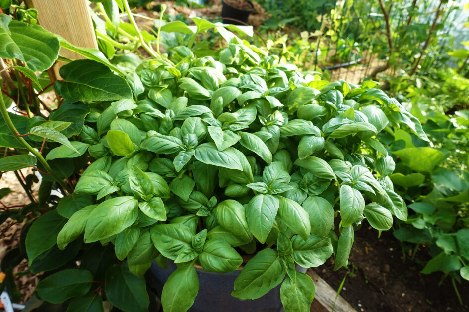 How to Grow Basil in a Pot - Sara at Skillnaden's