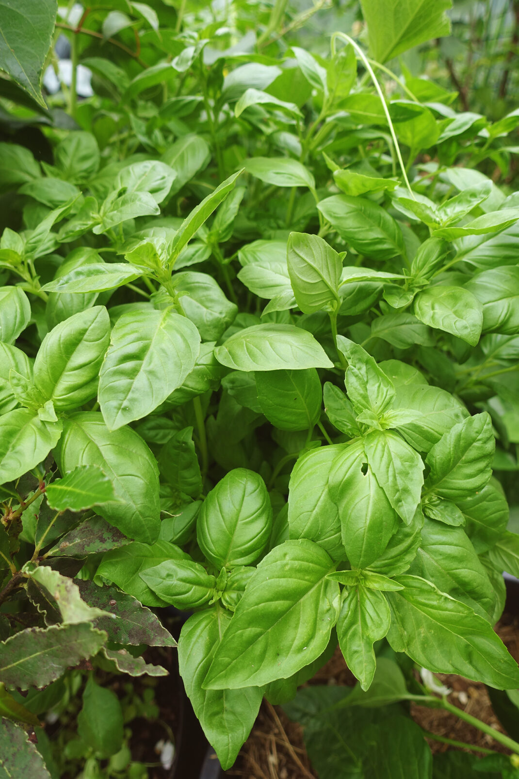How to Grow Basil in a Pot - Sara at Skillnaden's