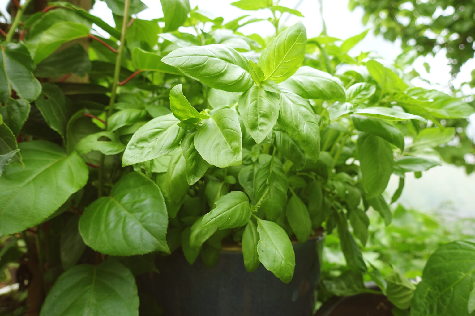 How to Grow Basil in a Pot - Sara at Skillnaden's