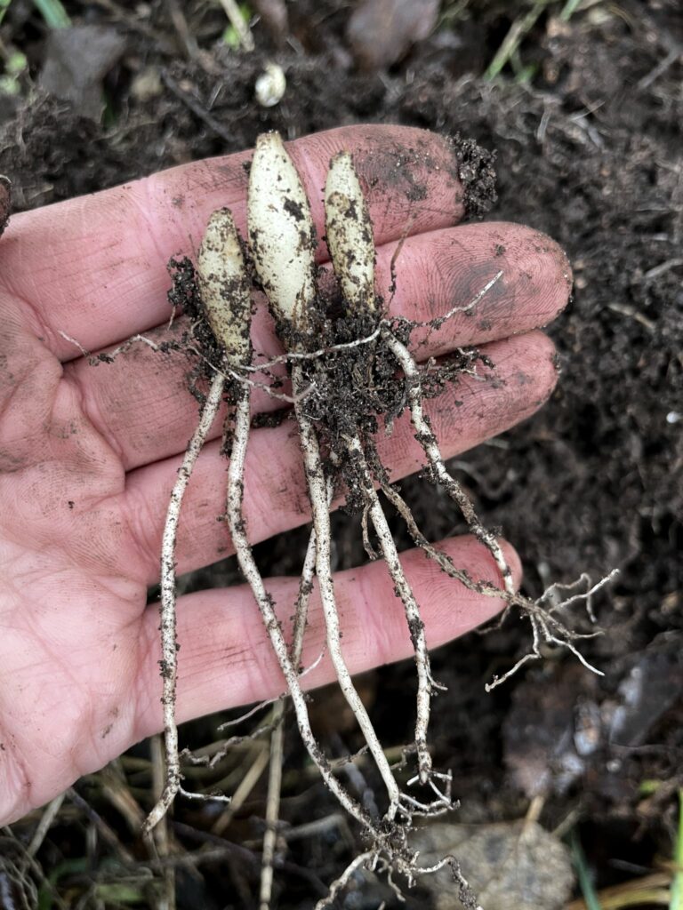 How to Grow Wild Garlic in Spring - Sara at Skillnaden's