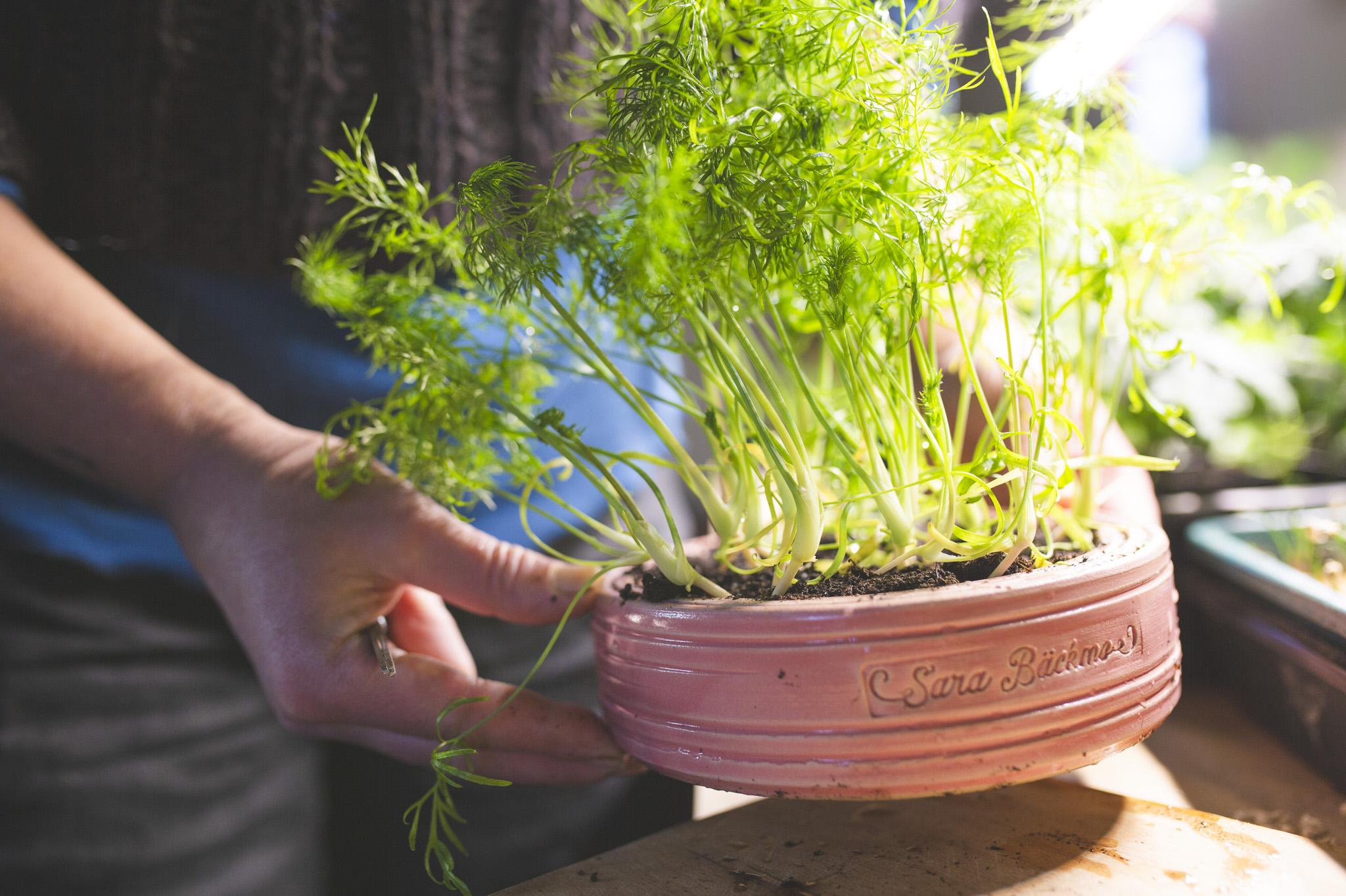 Growing Bulb Fennel Indoors - Sara at Skillnaden's