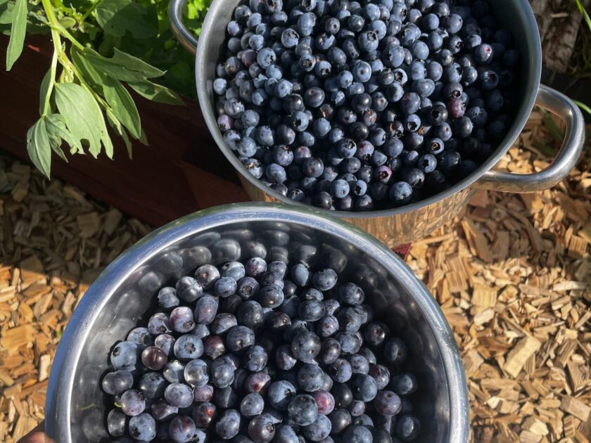 How to Grow Blueberries at Home - Sara at Skillnaden's