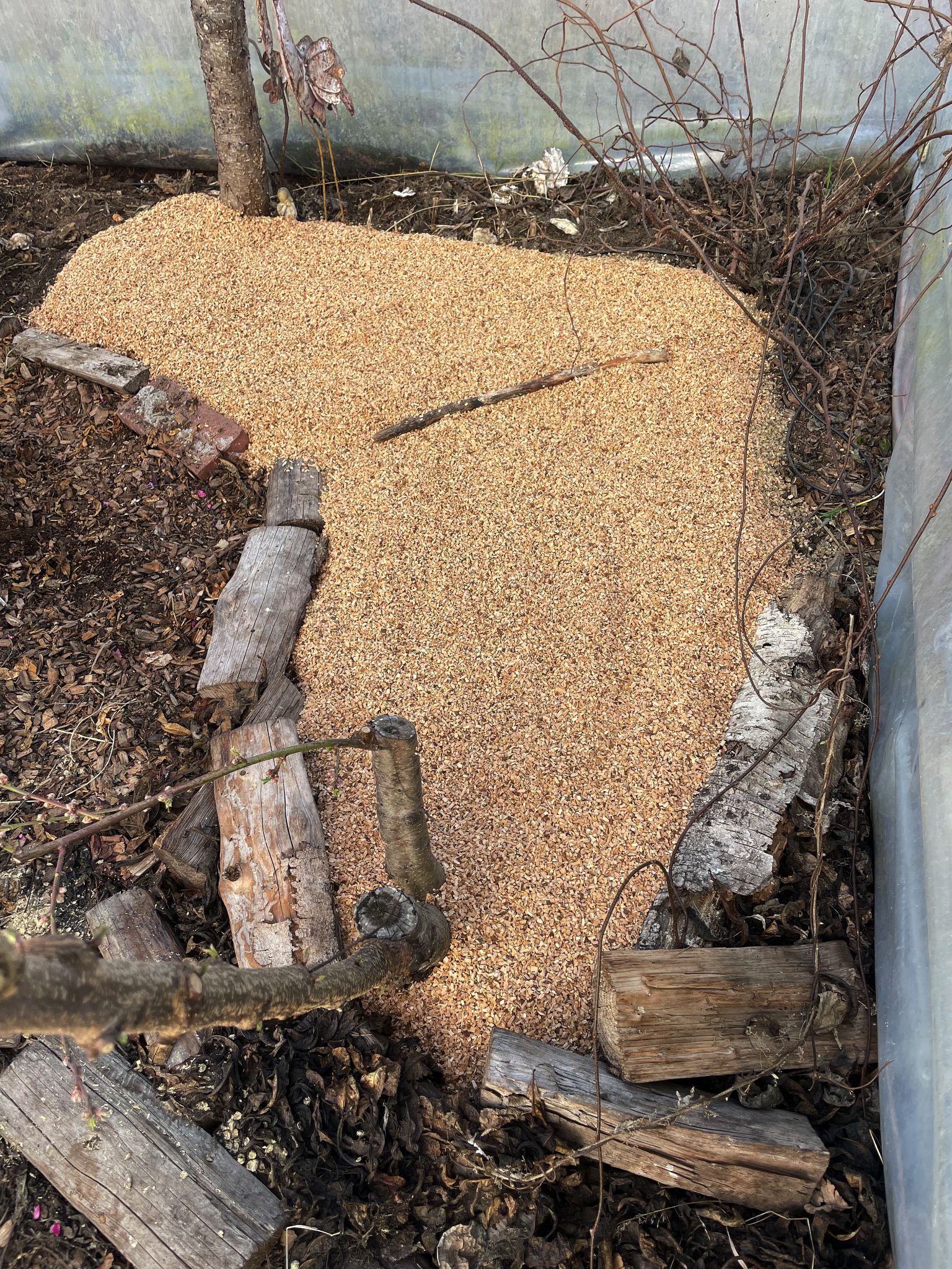 sarabackmo-svampodling-alspan - Sara Bäckmo