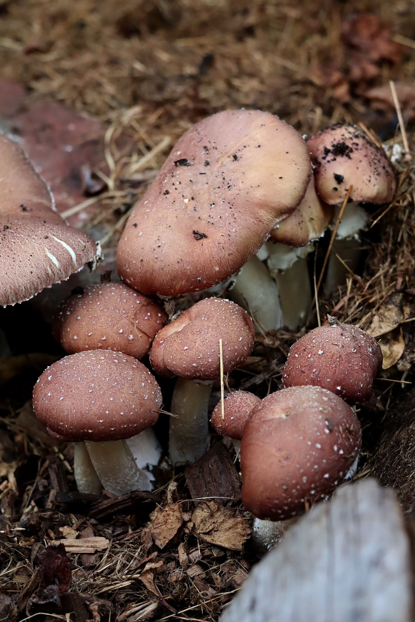 sarabackmo-svamp-vaxthus - Sara Bäckmo